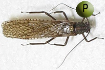 The case of the missing mountaintop