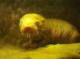 Silvery Mole Rat